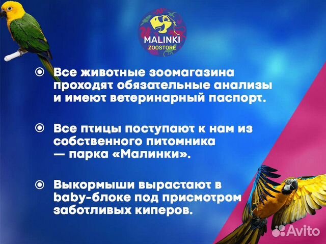 Шиншилла Обычная