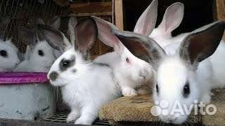 Кролики мясных пород