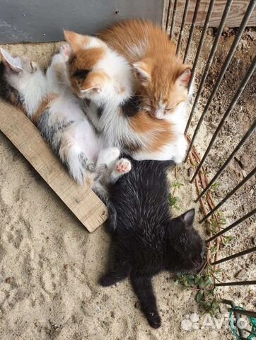 Котята в добрые руки