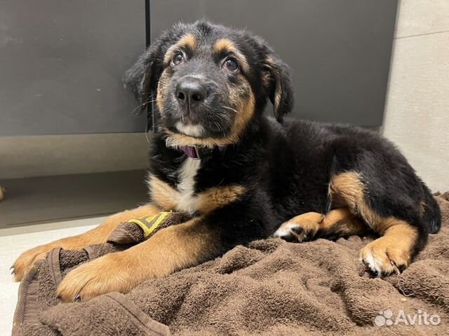 Метис немецкой овчарки