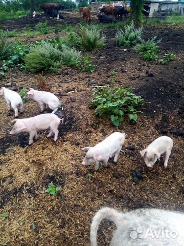 Поросята