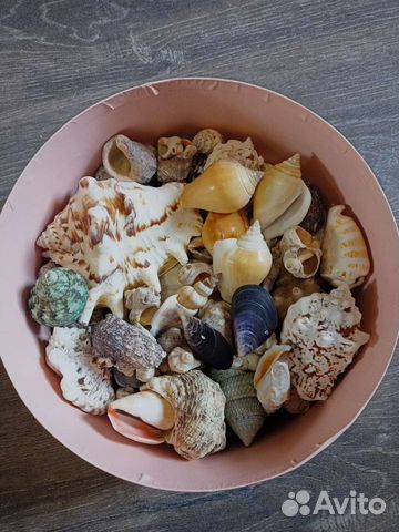 Ракушки морские
