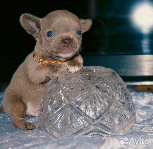 Малыши чихуахуа редких окрасов