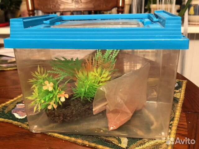 Аквариум - переноска