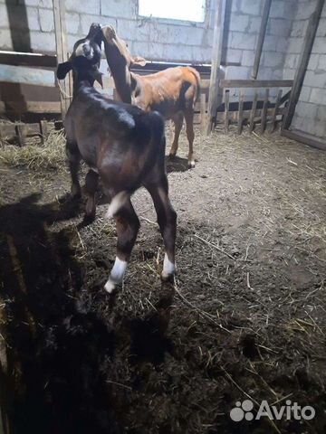 Коровы,телята,бычки