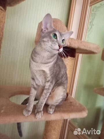 Ориентальная кошечка