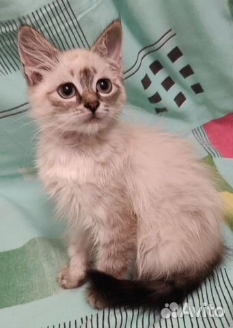 Котята