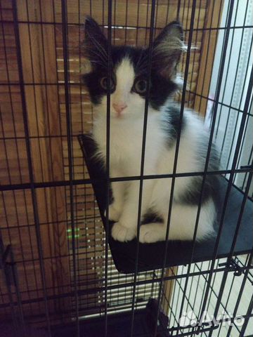 Котенок 3,5 мес ищет дом