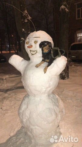 Собака