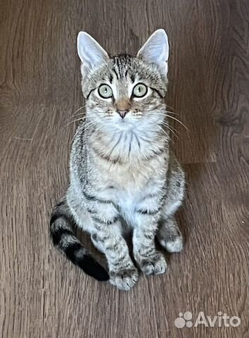 Котенок Тигра