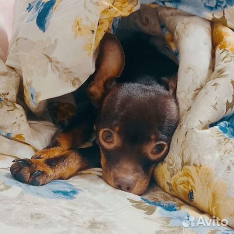 Русский той-терьер вязка ищем жениха