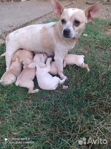 Щенки чихуахуа метис