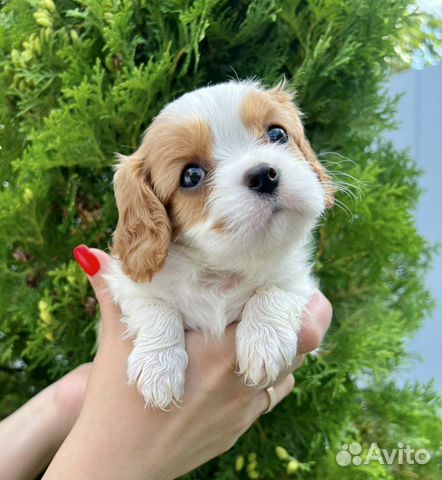 Кавалер кинг чарльз спаниель
