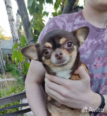 Чихуахуа взрослая девочка