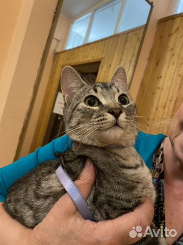 Котенок 6 месяцев. Бесплатно