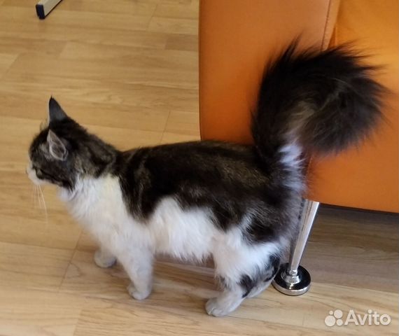 Котенок пушистый