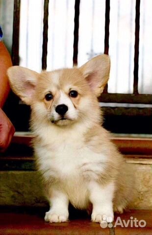 Вельштерьер Корги Пемброк