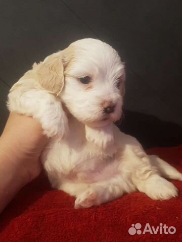 Собака маленькая порода Хаванез