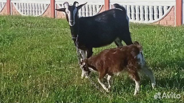 Коза дойная