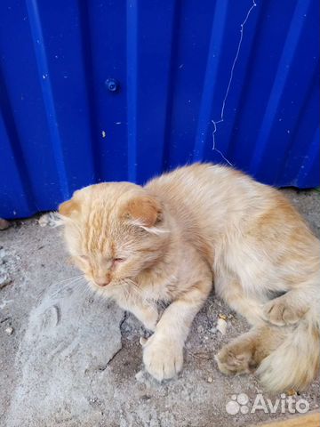 Американский кёрл