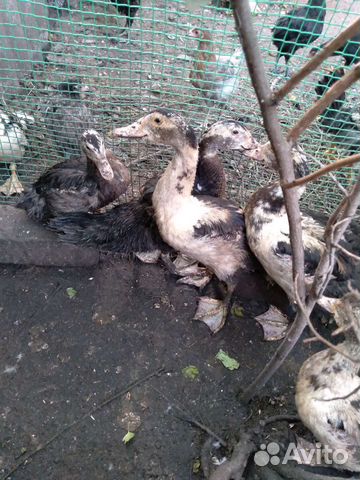 Утята муларды