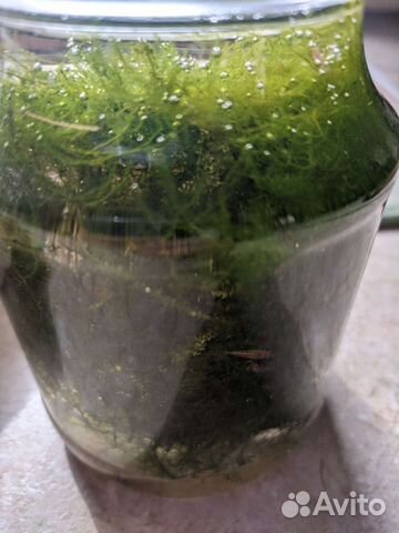 Мох для аквариума