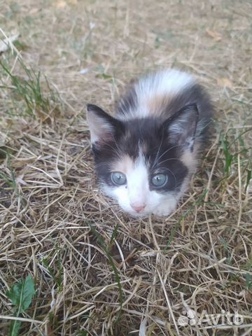 Котенок 1,5 месяца трёхцветная девочка