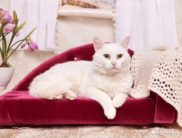Степан - большой, мягкий, красивый кот
