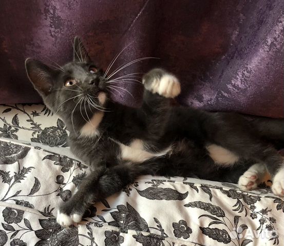 Котёнок Атос