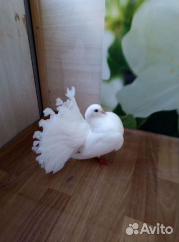 Голуби павлины