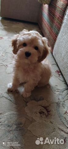 Мальтипу красавец