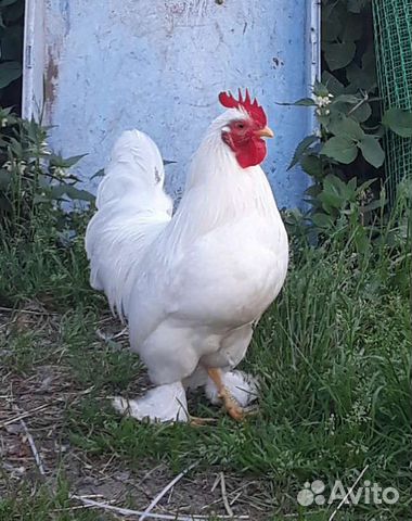 Карликовый петух