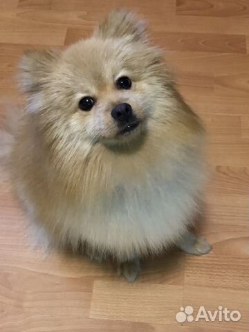 Померанский шпиц отдам