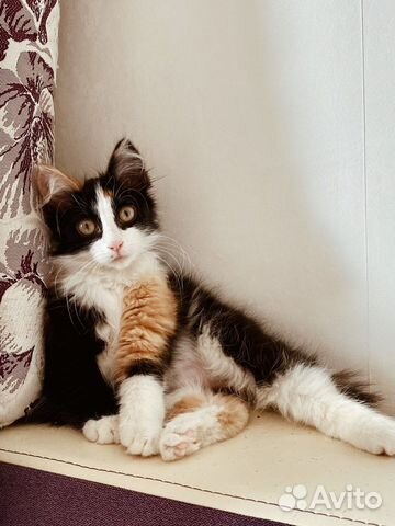 Трехцветный котенок