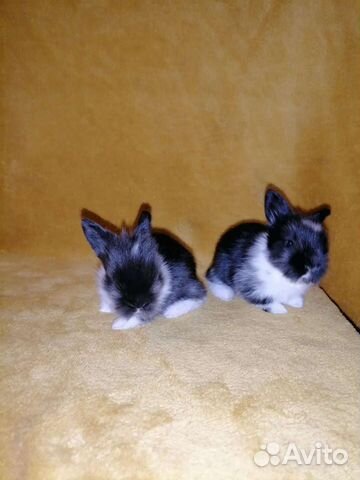 Декоративные кролики маленькие 1 месяц
