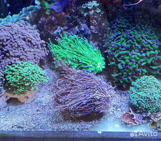 Эуфиллия золотой факел Gold Torch