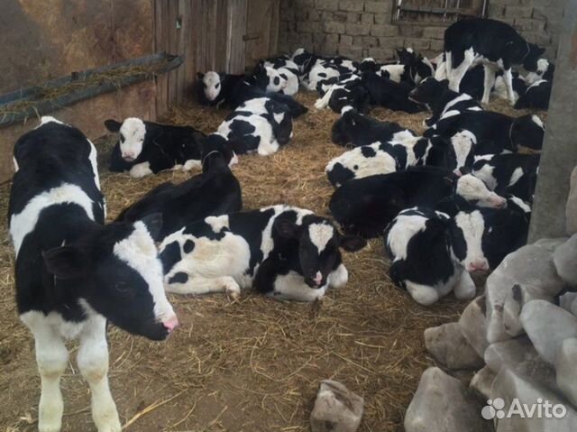 Бычки телочки