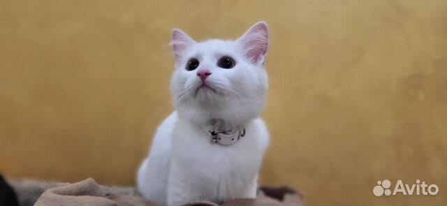 Метис ангорской кошечки