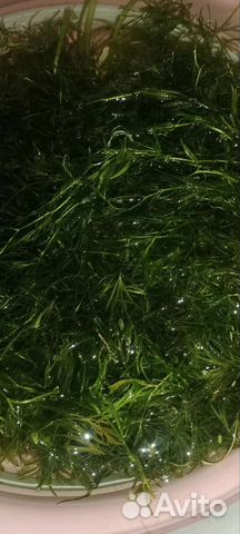 Аквариумное растение Наяс