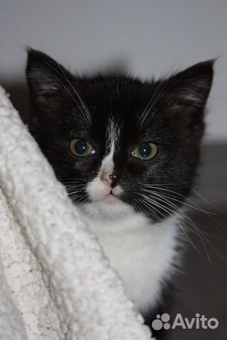 Котенок девочка 2,5мес