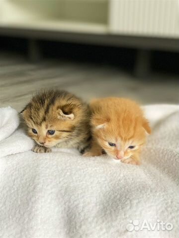 Котята Курильский Бобтейл