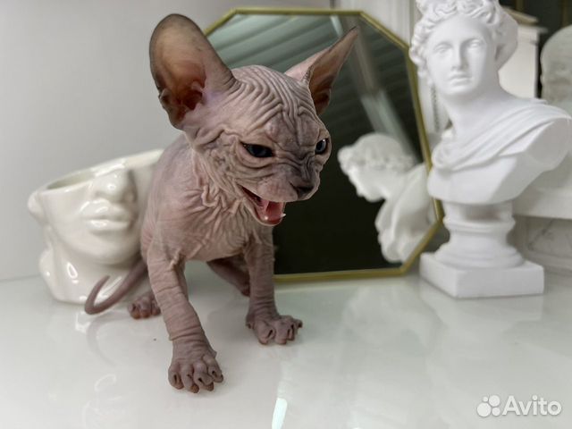 Канадский сфинкс котята