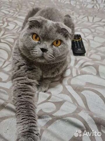 Шотландская кошка бесплатно