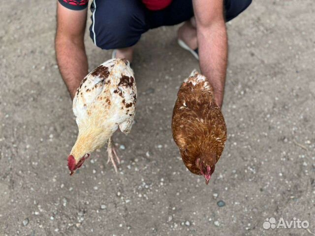 Домашние животные