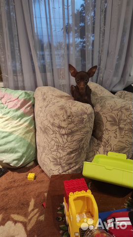 Русский той-терьер