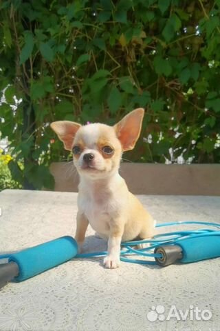 Чиха девочка мини крем