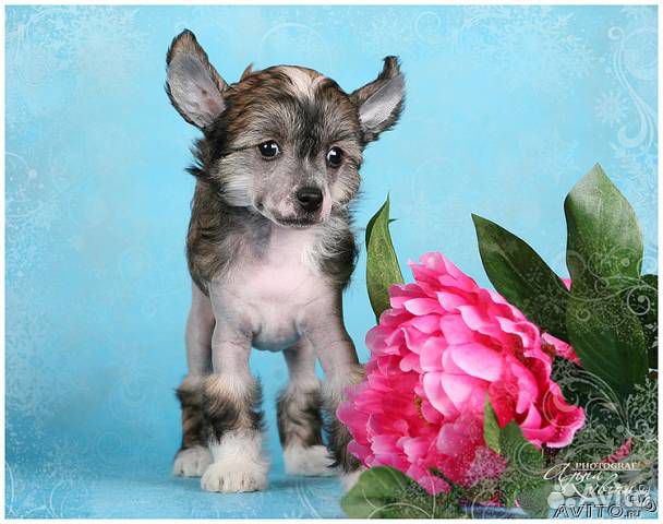 Щенки китайской хохлатой собаки