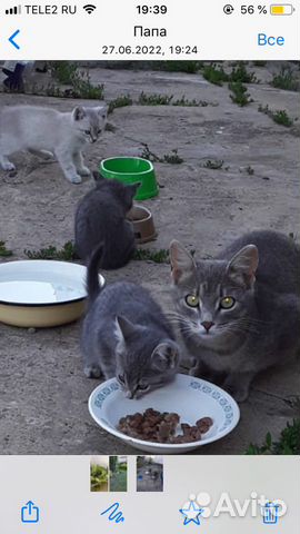 Котята в добрые руки даром