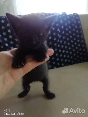 Котенок Шмяк