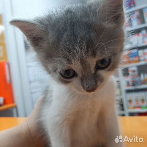 Грустинка ищет дом